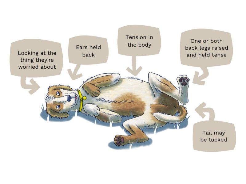 Signs of Stress In Dogs | Anxious Dogs | Dogs Trust